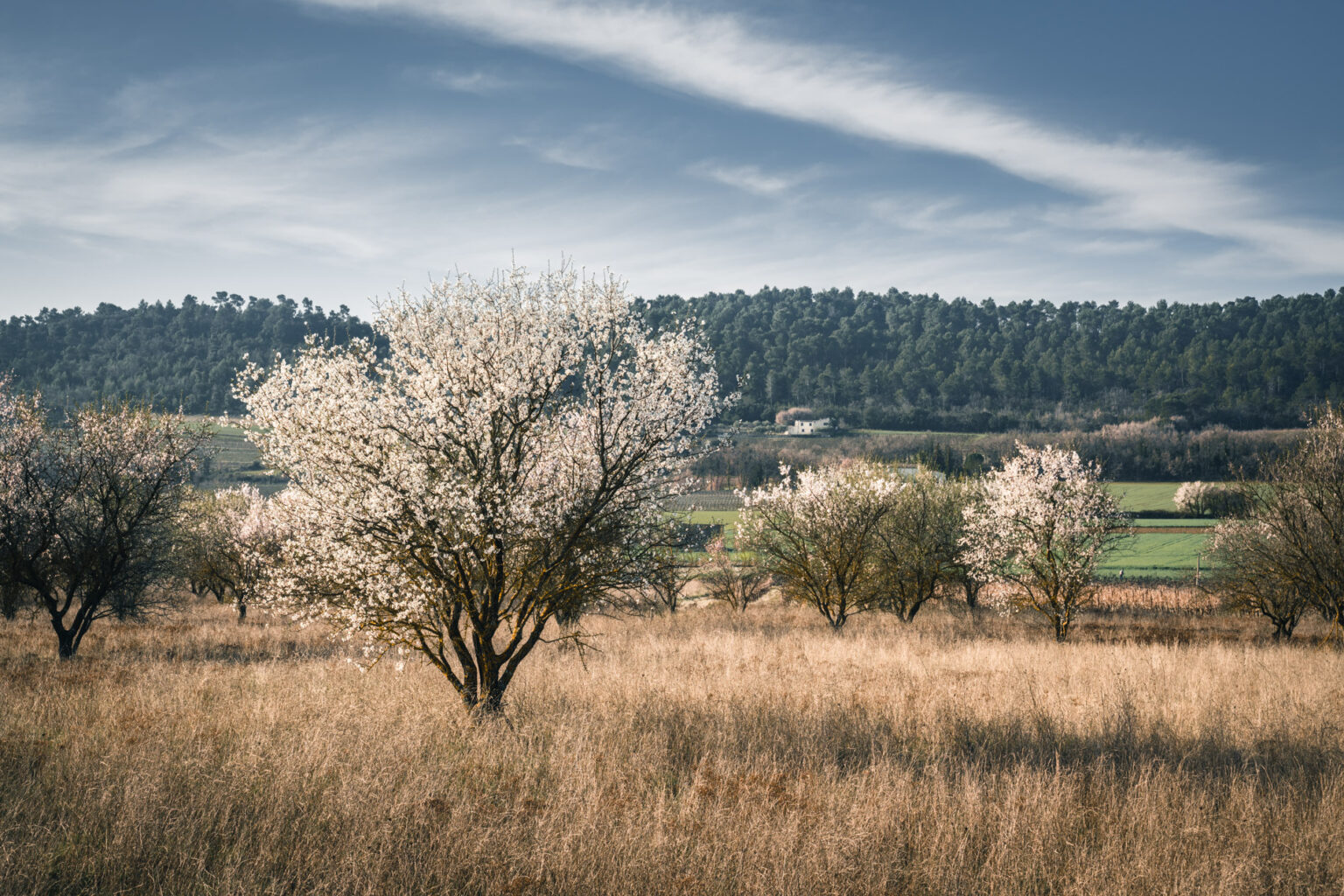 Venez admirez les amandiers en fleurs dans le Luberon